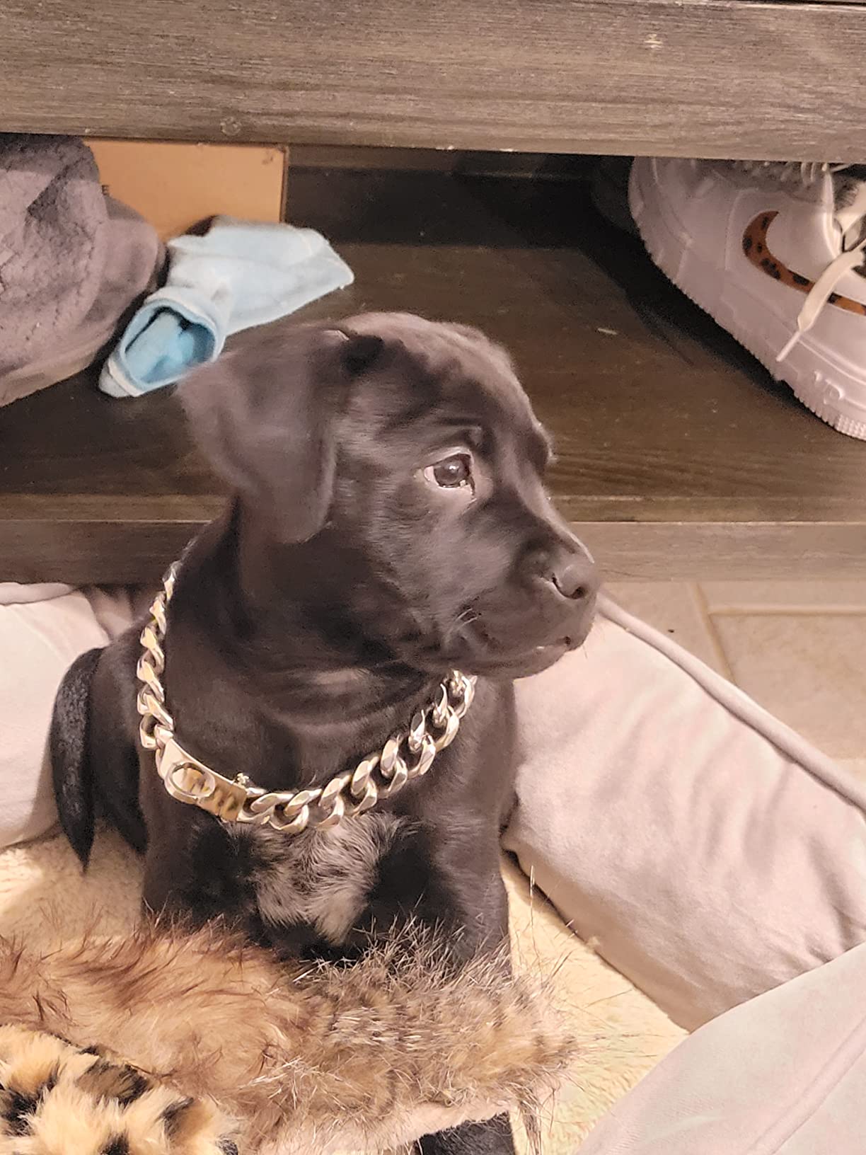 $8/mo - Finance Silver Dog Chain Collar Walking Metal Chain Collar with ...