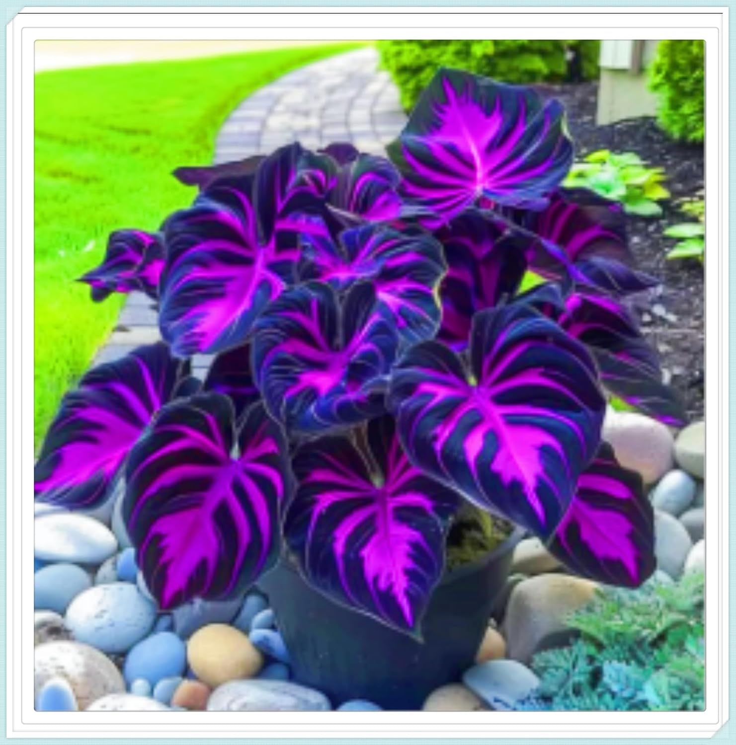 Hostas Plants Hosta Bulbs Bulk Garden Flowers Wedding Flowers-4Bulbs-a ...