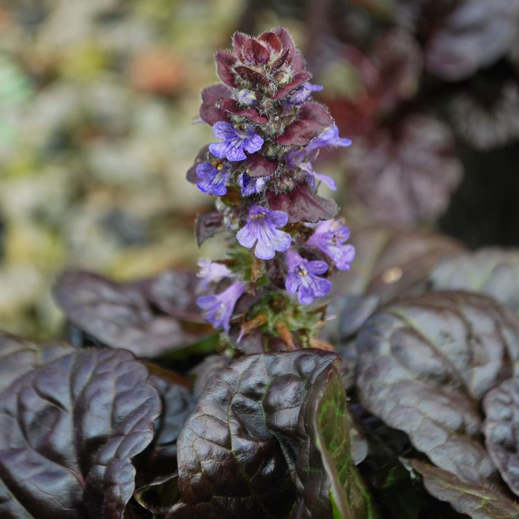 Black Scallop Carpet Bugle Ajuga Reptans 'Binblasca' Syn. Ajuga