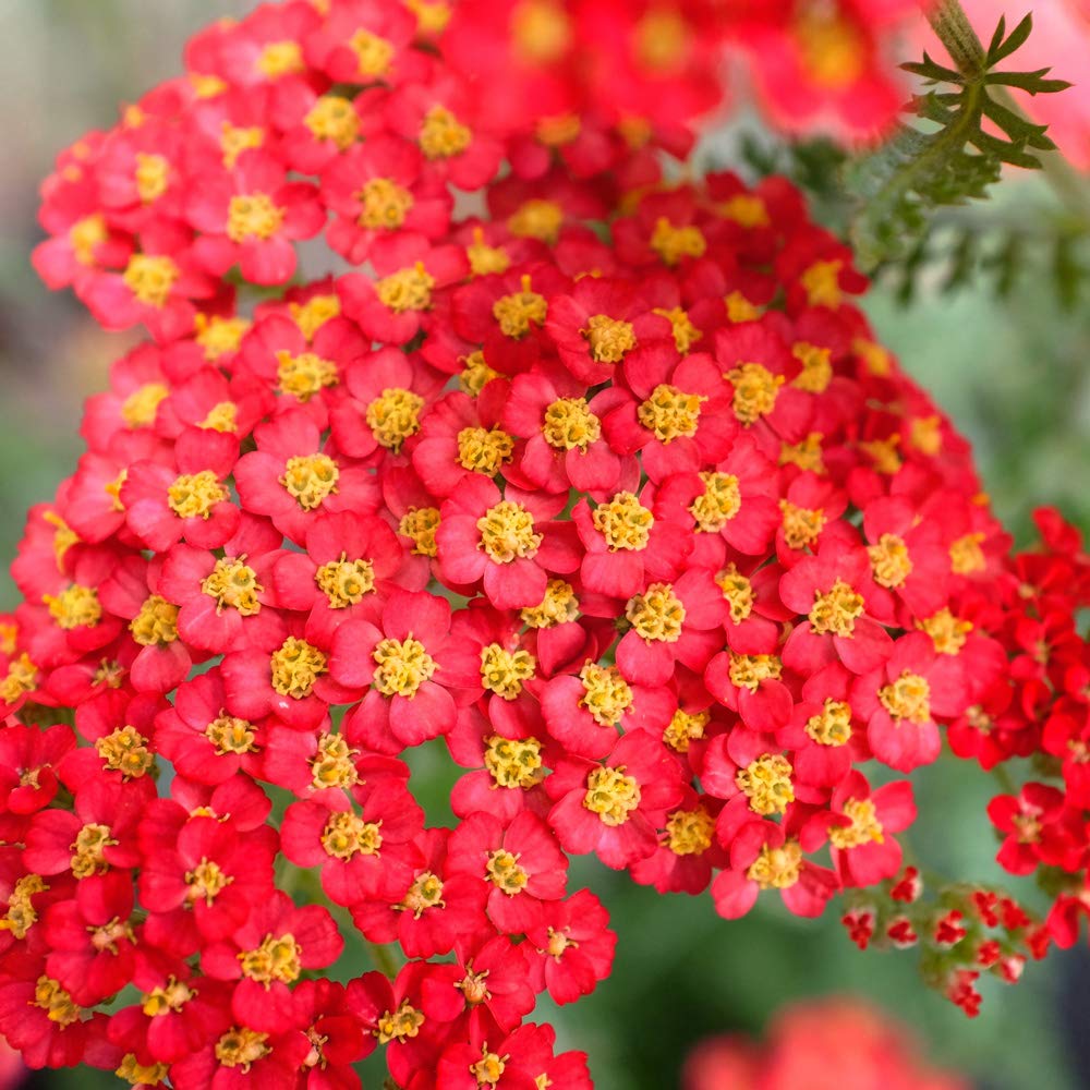 Buy Achillea Paprika Yarrow Deciduous Shrub Hardy Perennial let-Red ...