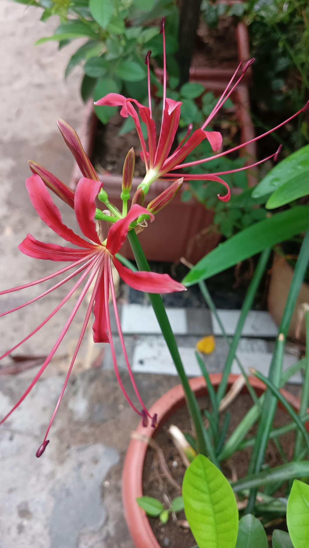 Radha Krishna Agriculture-Nargis Narcissus Rare Variety Flower Bulbs ...