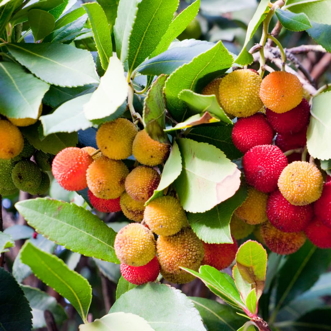 Arbutus Unedo Fruit