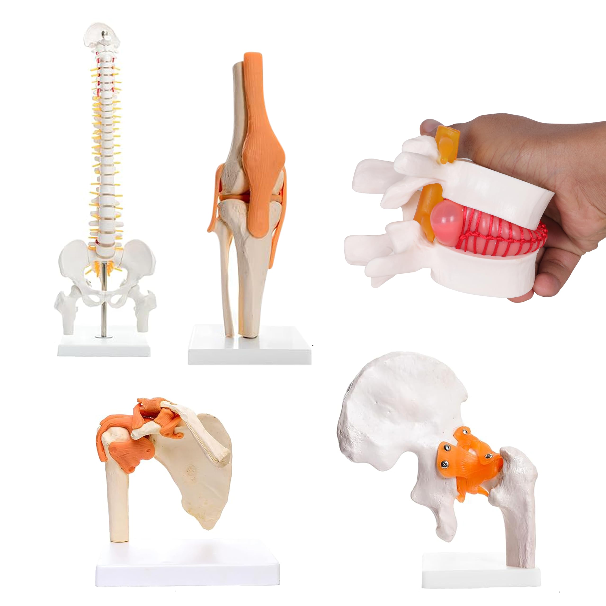 Kay Kay Industries Set Of 4 45 Cms Spine Model | Desertcart Philippines