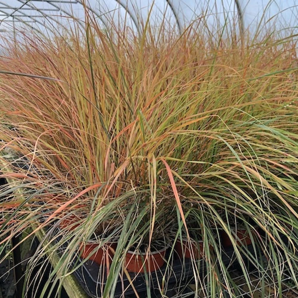 Amazon.com : Outsidepride 250 Seeds Perennial Stipa Arundinacea ...