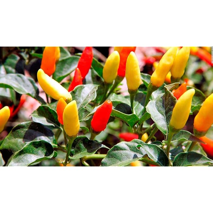 Buy RubyShop724 25 Philippine Bureau of Plant_Industry Sili Siling ...