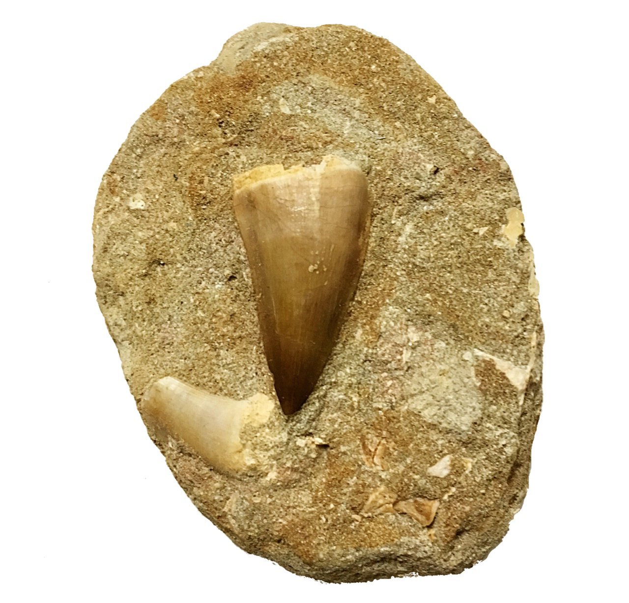 Mosasaurus Tooth in Natural Matrix - Genuine with Certificate of ...