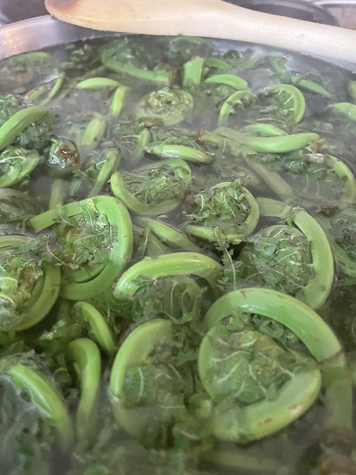Amazon.com: Clean Fresh Maine Fiddleheads (2 lbs) : Grocery & Gourmet Food
