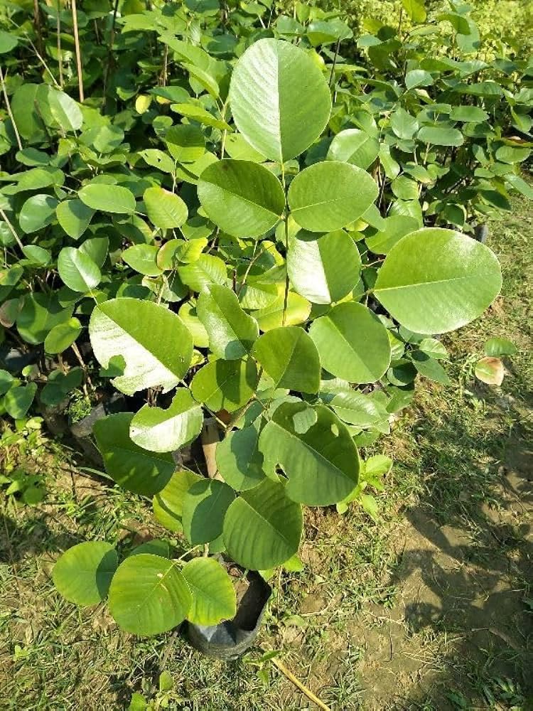 white chandan tree original plant (Pack of 2) : Amazon.in: Garden ...