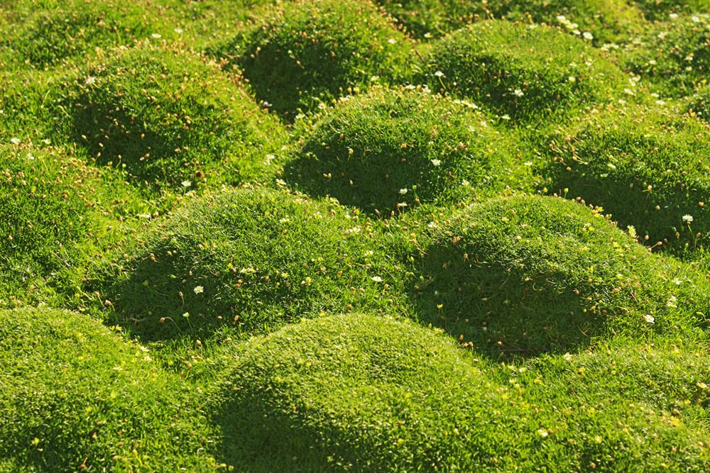 Amazon.com : Irish Moss Seeds - 250+ Seeds - Grow Stunning Ground Cover ...