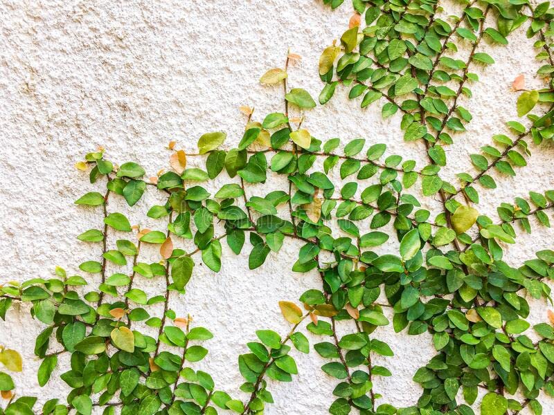 Amazon.in Bestsellers: The most popular items in Vines