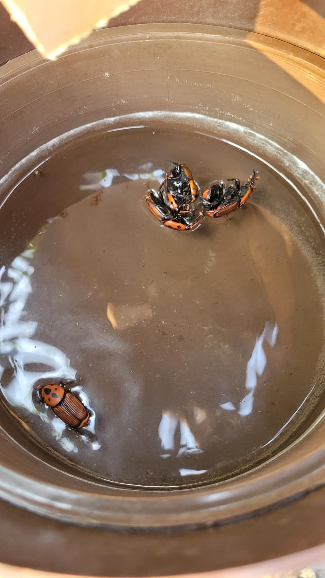 Chipku-Bucket Trap For Rhinoceros Beetle Oryctes Rhinoceros for coconut ...