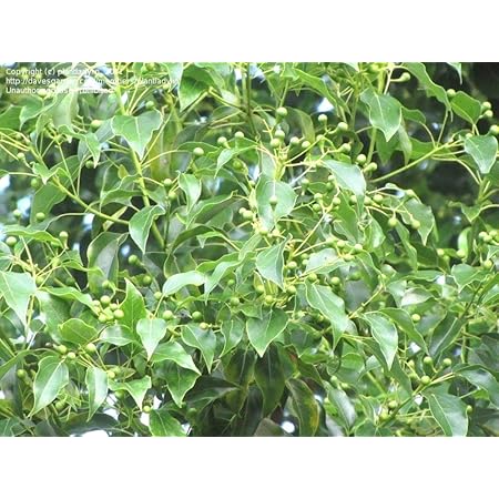 Creative Farmer Plants Live Kapoor/Cinnamomum Camphora/Kapur Plant C ...