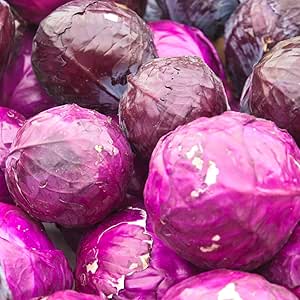 Amazon.com : 3 Pack x 1000 Seeds - Red Cabbage Seeds or Red Acre ...