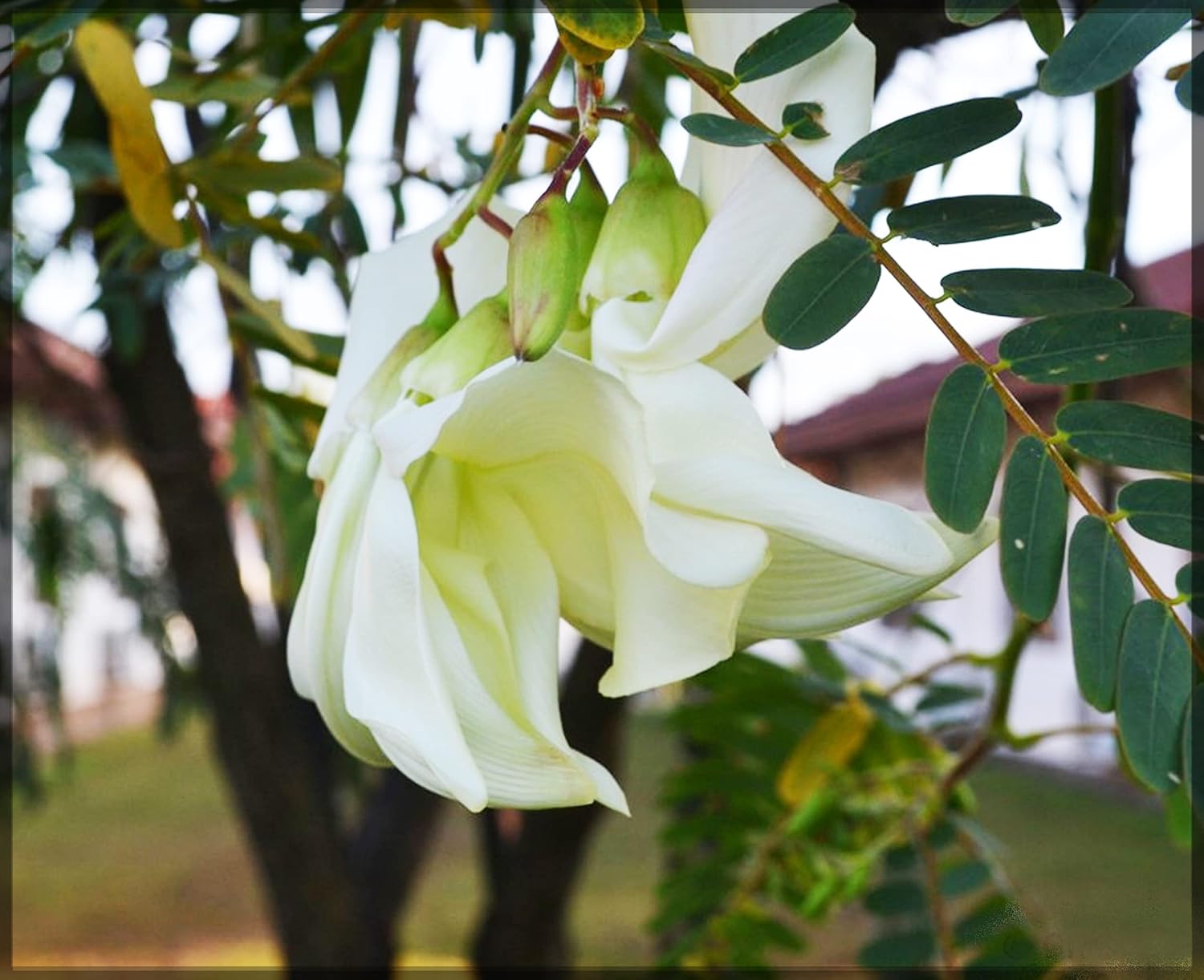 Agathi keerai white flower/hummingbird tree seeds (Sesbania grandiflora ...
