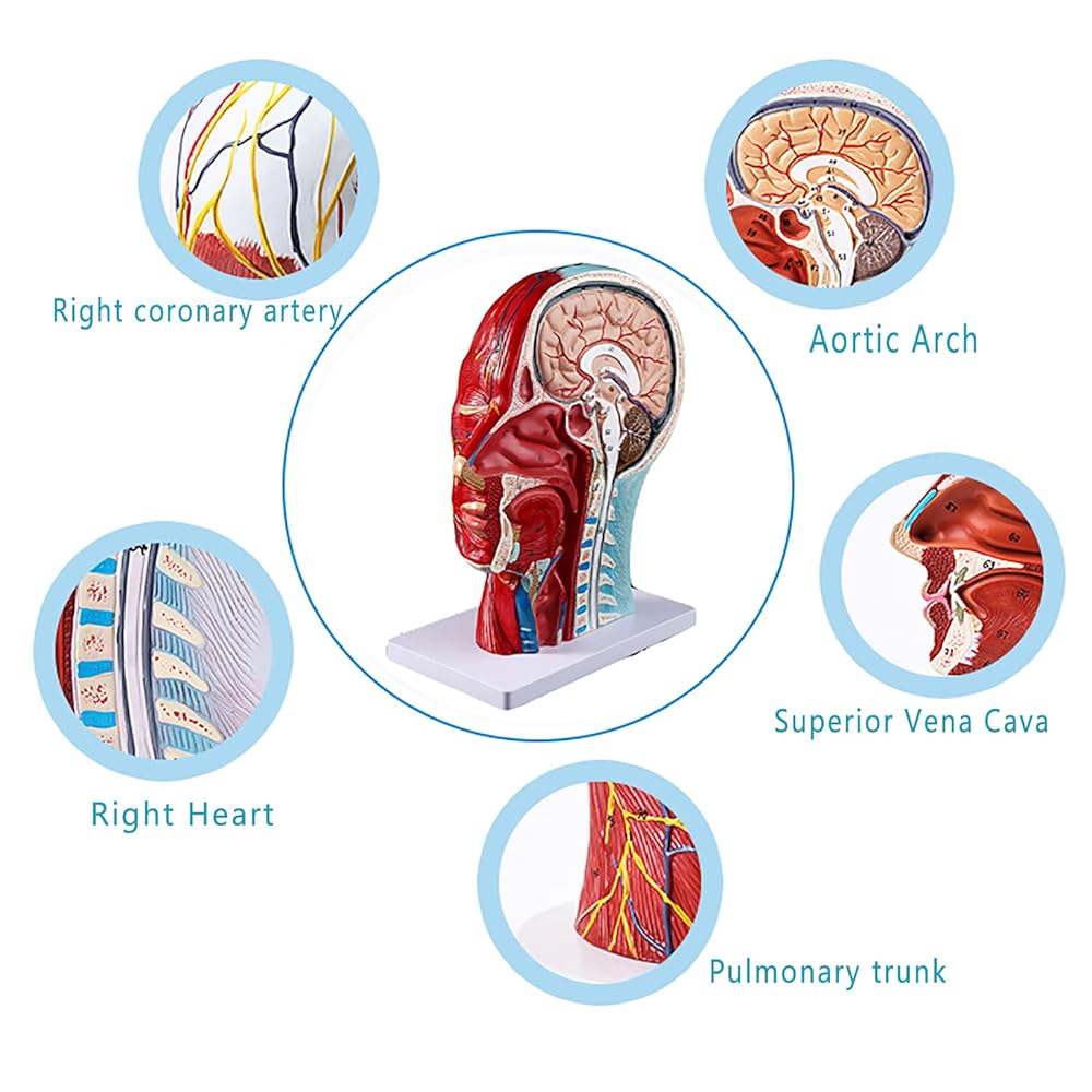 Human Half Head Anatomical Model, Face Head Muscle Bahrain | Ubuy