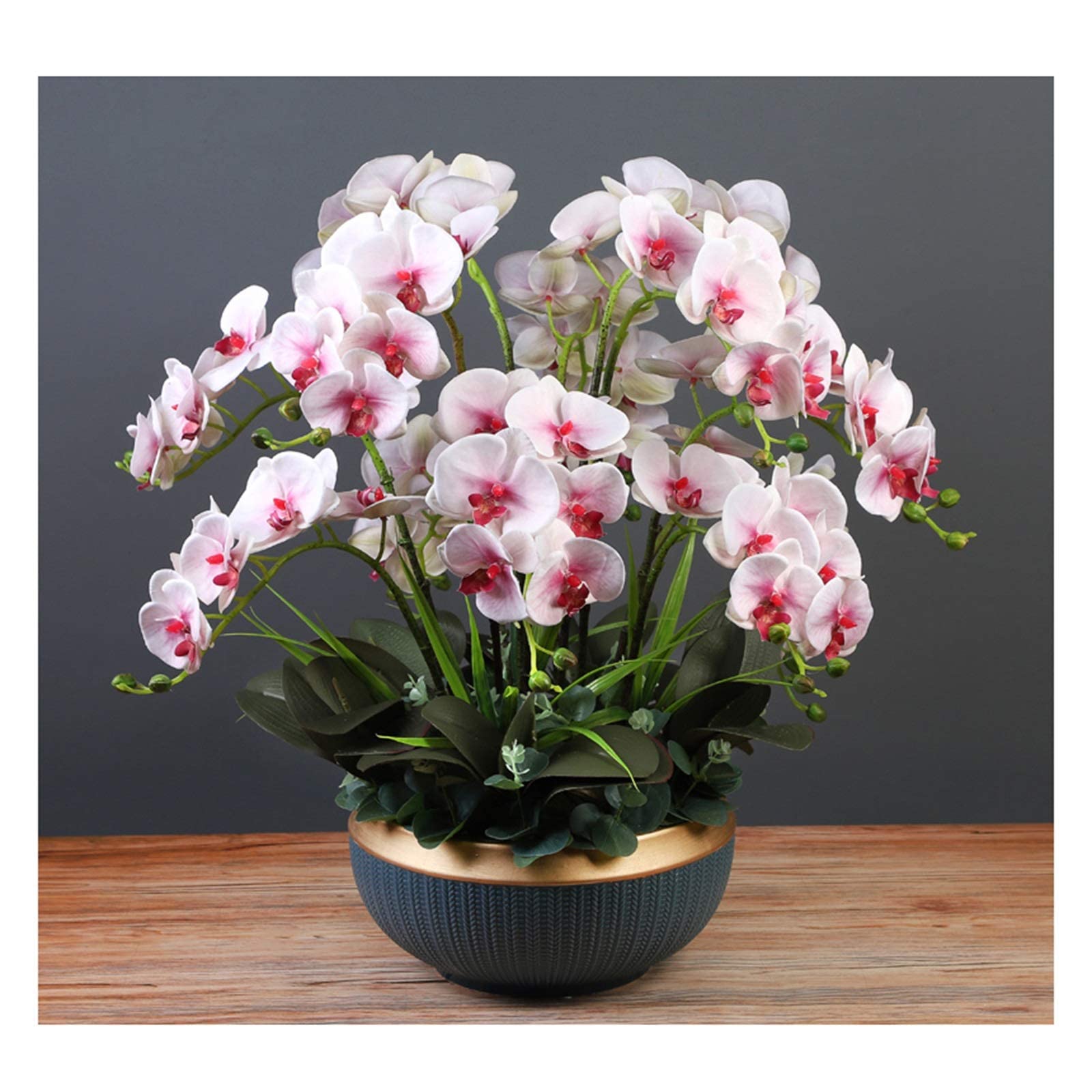 Orchid Table Plant PHALAENOPSIS Potted Plant, Orchid Assorted Colours,