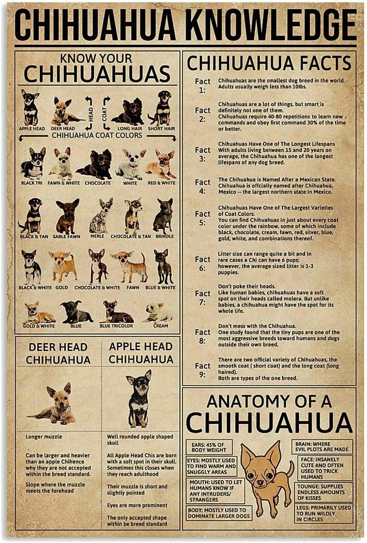 Amazon.com: JIUFOTK Chihuahua Knowledge Metal Tin Sign Chihuahua ...