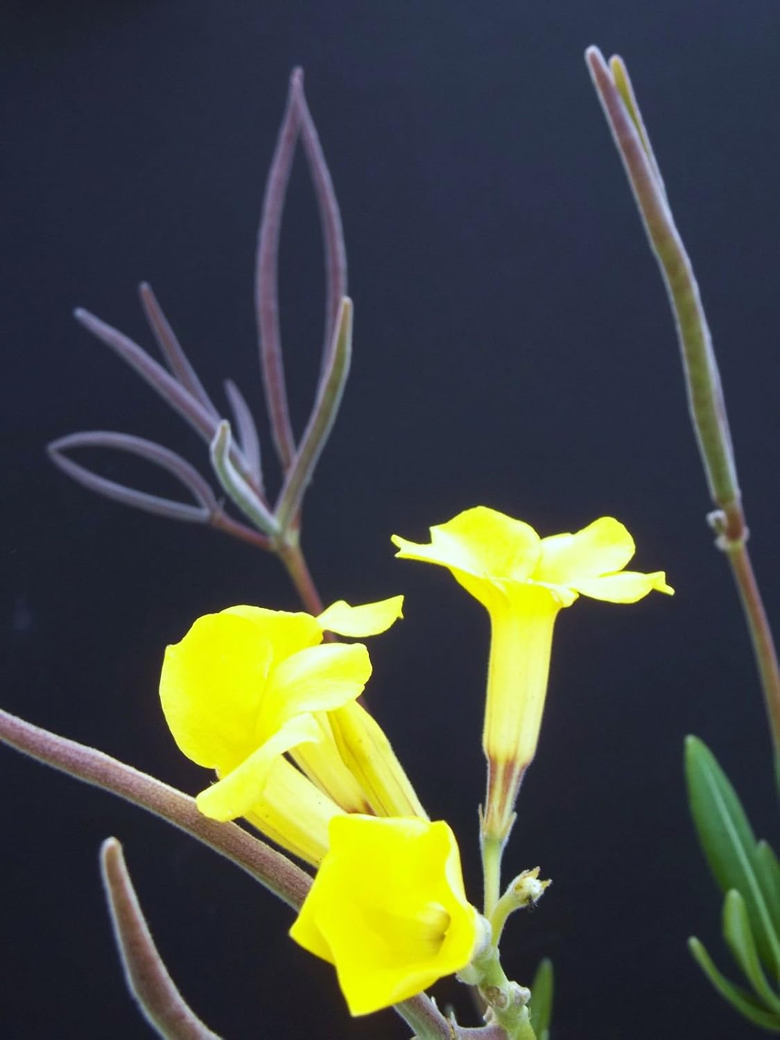 Amazon.com : Pachypodium Rosulatum Drakei Madagascar Palm Caudex Bonsai ...