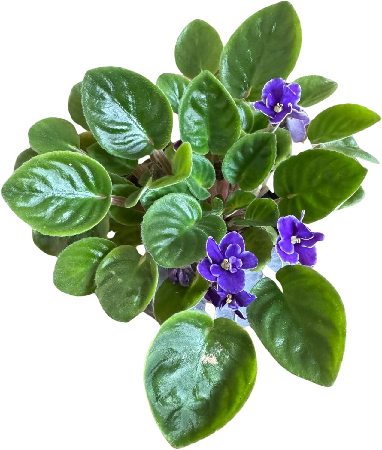 Amazon.com : PLANTVERS African Violet in a 4" Grow Pot – Beautiful ...