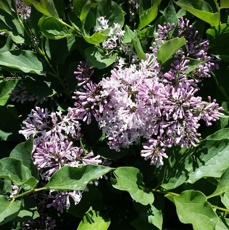 Arbustos de lila, planta viva Syringa para plantar al aire libre ...