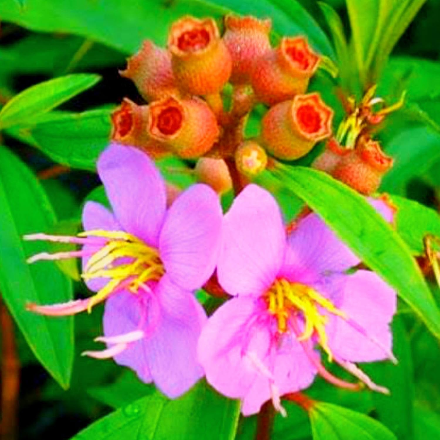VENUS-ONLINE MELASTOMA PINK FLOWER OUTDOOR Live healthy Plant : Amazon ...