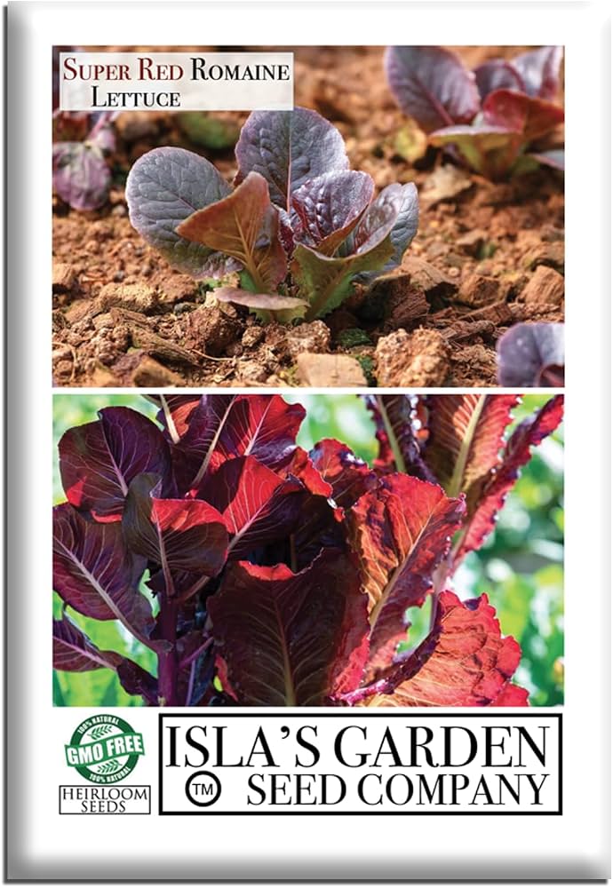 Red Leaf Lettuce Plants