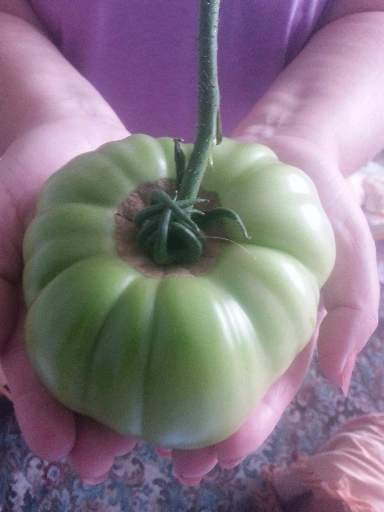TOMATO - GIGANTOMO F1 - 12 FINEST SEEDS - WORLDS LARGEST BEEFSTEAK ...