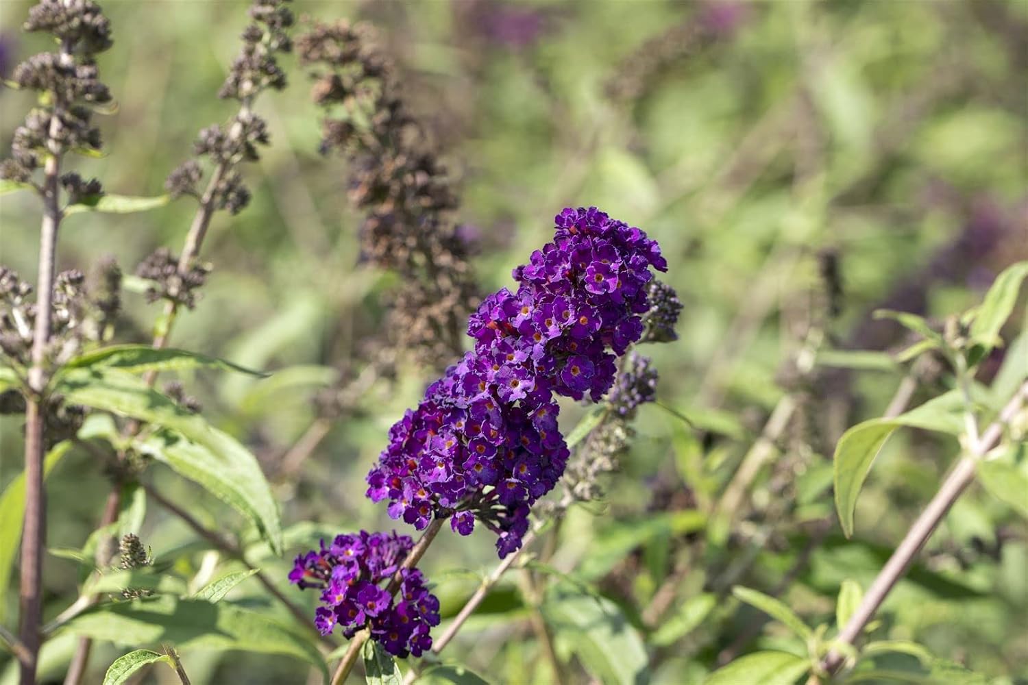 Buddleja davidii 'Black Knight' 150–175 cm – Winterhart, Mehrjährig ...