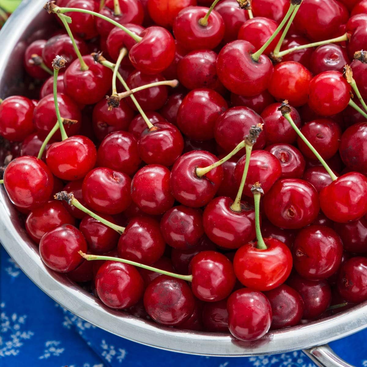 Amazon.com : 4 Fresh Stem Cuttings from Stella Red Sweet Cherry Trees ...