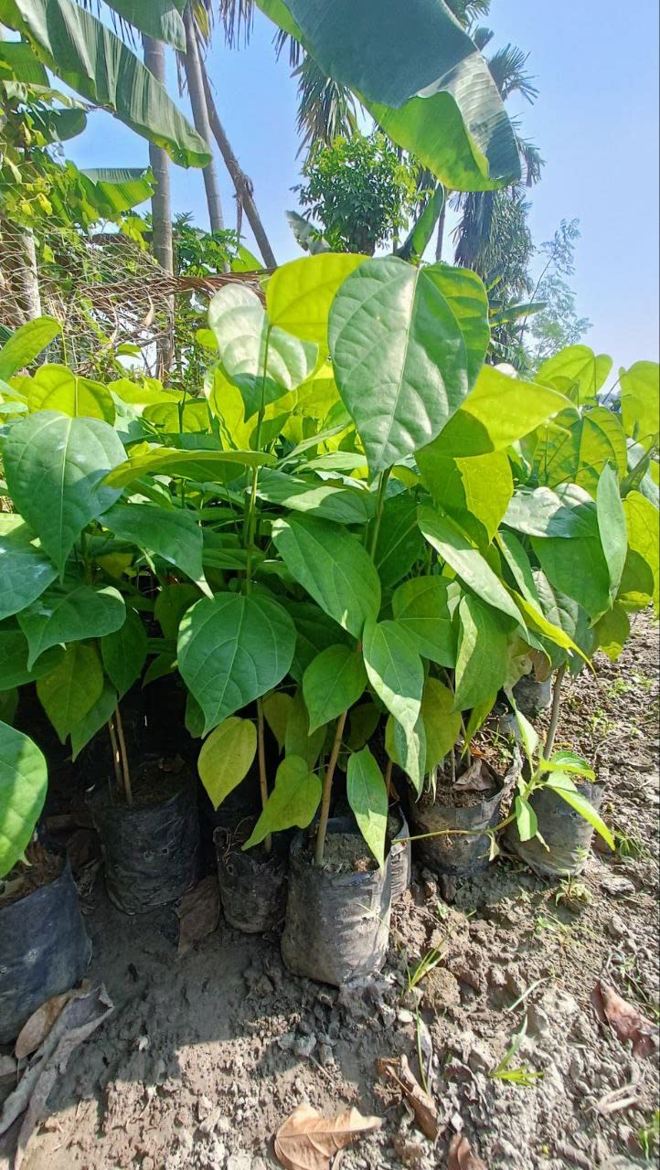 GooGreen Sal Tree Cal Maram Saal Ka Ped Sala Shorea Robusta Sakhua ...