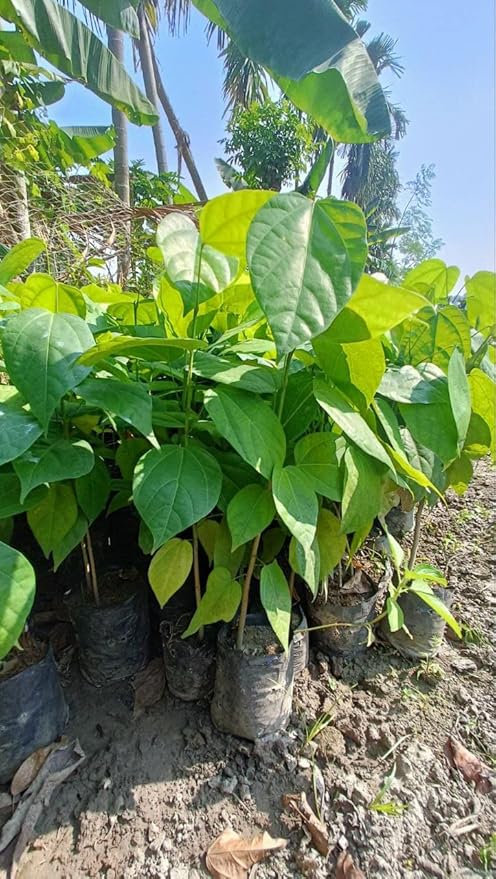 GooGreen Sal Tree Cal Maram Saal Ka Ped Sala Shorea Robusta Sakhua ...