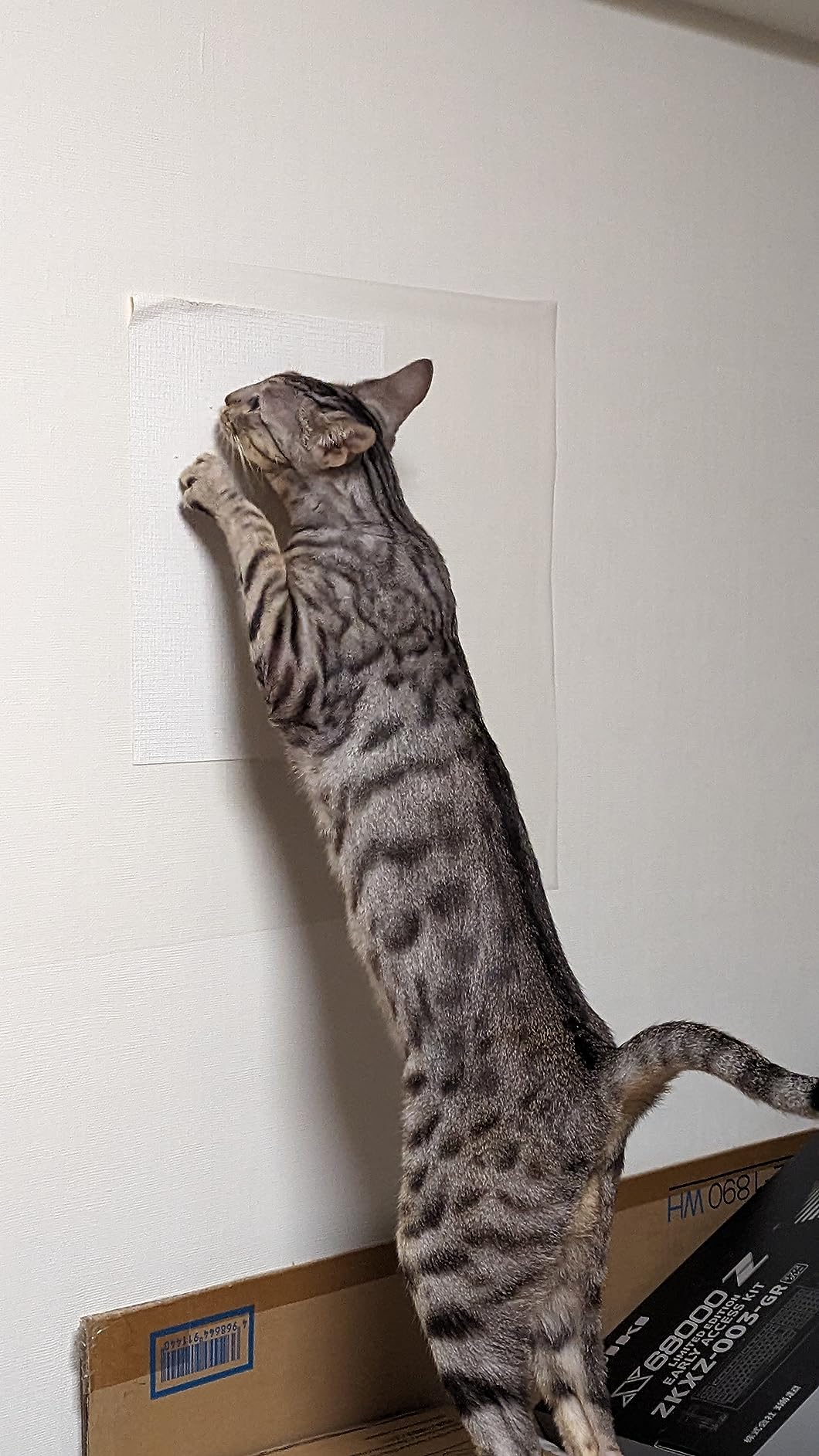 Amazon | 壁紙屋本舗 壁紙 生のり付き 15m 替刃付き 織物調 グレー 灰色 サンゲツ クロス SP9766 【受注生産品・キャンセル不可】 | 壁紙