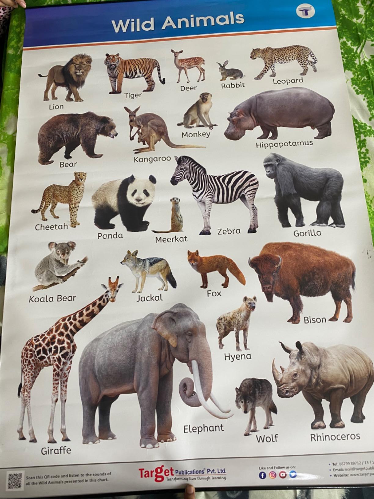 Buy Wild Animals Chart for Kids | Learn about Jungle or Forest Animals ...