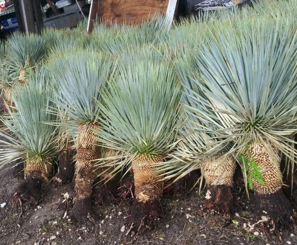 Árbol de yuca grande de 24 a 30 pulgadas, planta viva – Yaxa Colombia