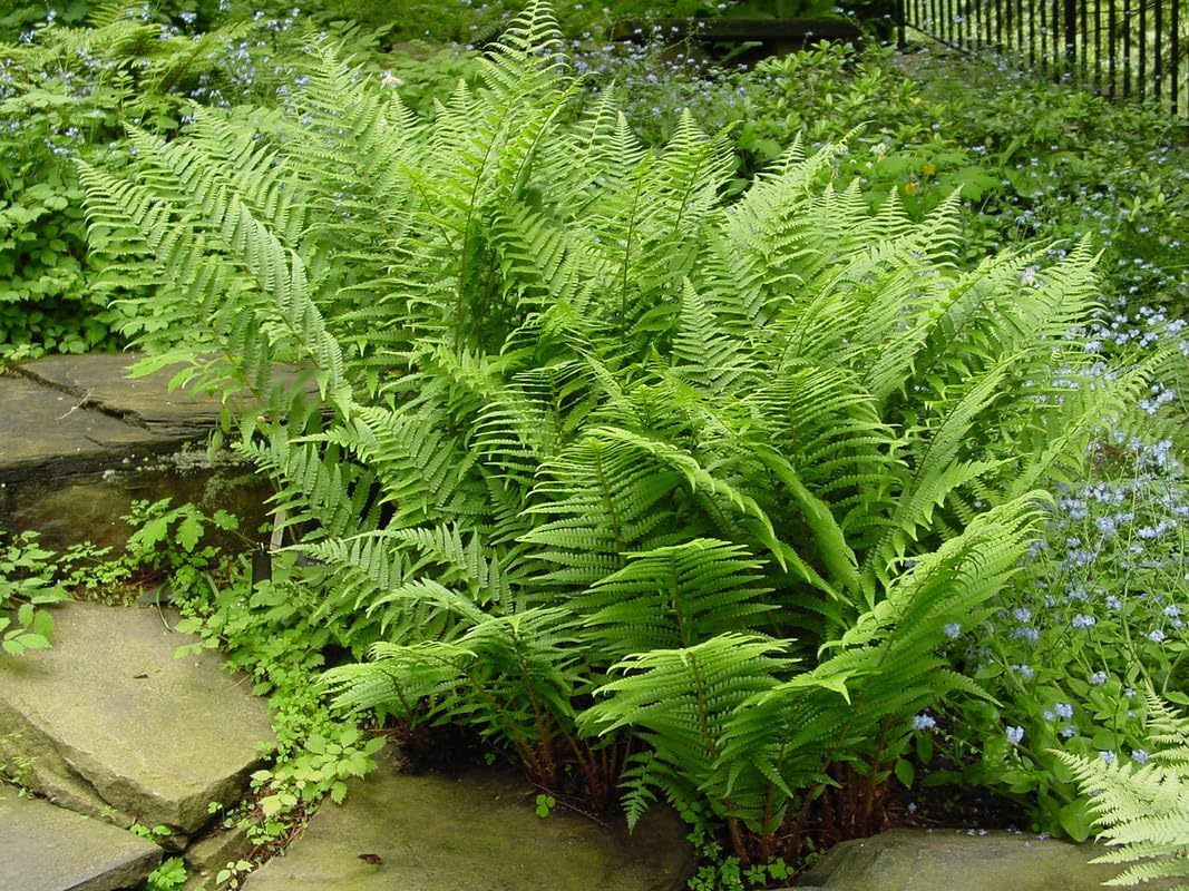 Amazon.com : 10 Lady Fern Bare Roots, 3 to 5 Inc Tall, Live Fern Plants ...