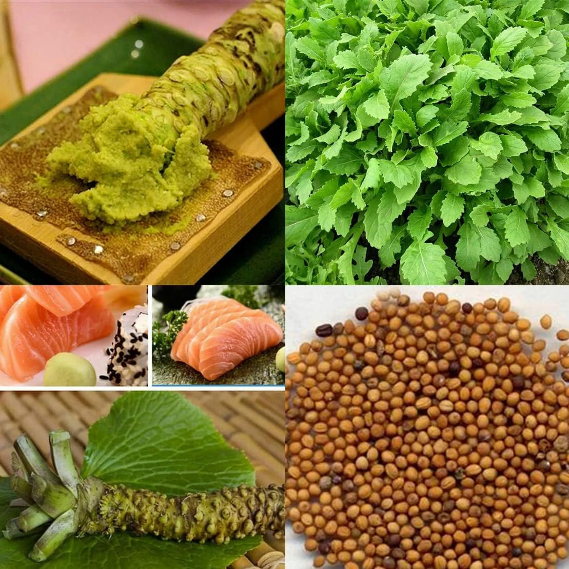 Amazon.com : [504+] Horseradish Wasabi Seeds for Planting Vegetable ...