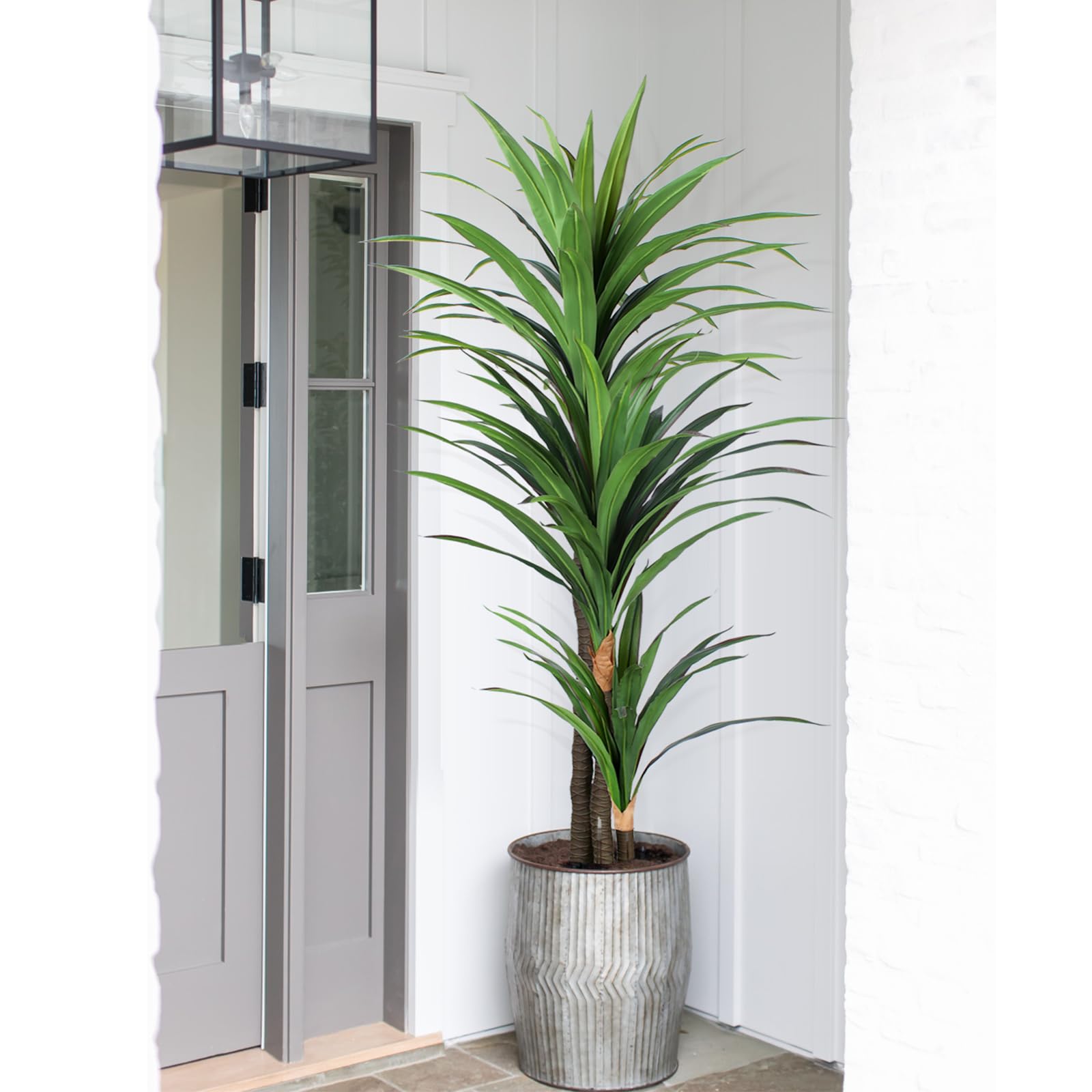 Indoor Yucca Plant