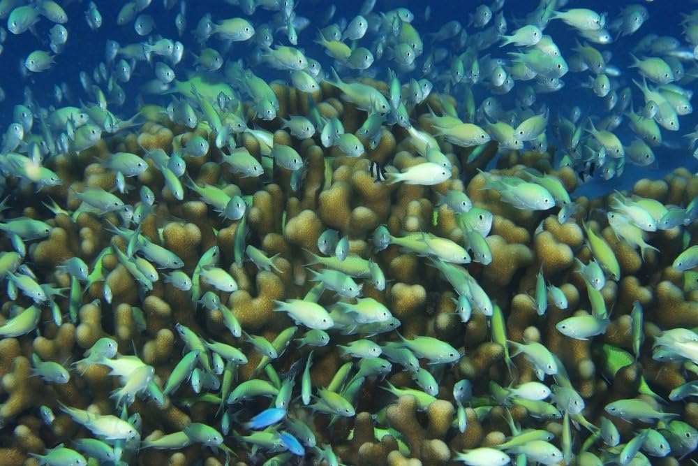 Amazon.com: A school of blue-green chromis Micronesia Poster Print by ...