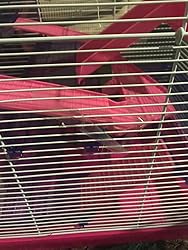 Rosewood PICO Hamster Home, Extra Large, Translucent Teal : Amazon.co ...
