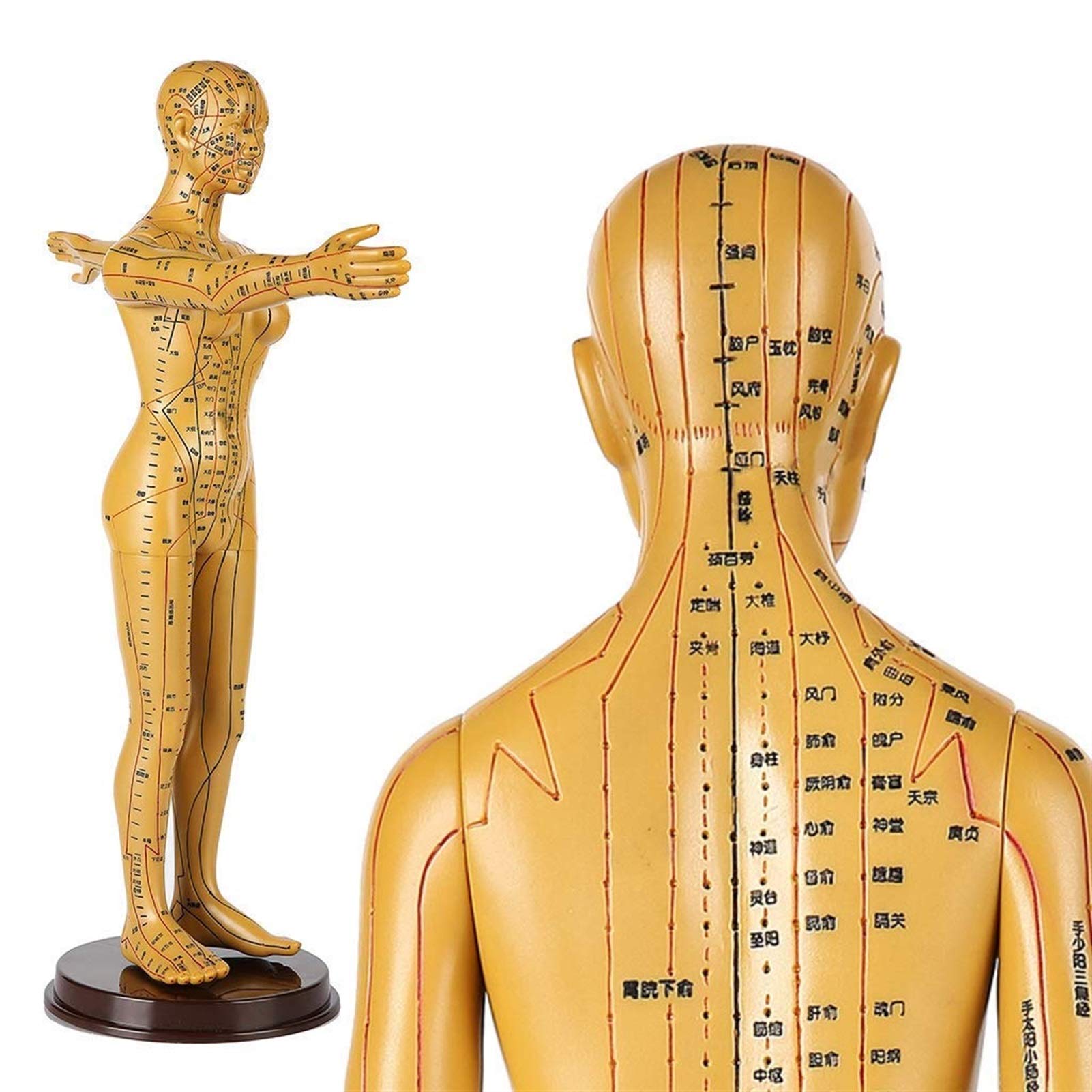 Buy JHGF Body Model 10 Human Anatomy - 50Cm Human Meridian Acupoint ...