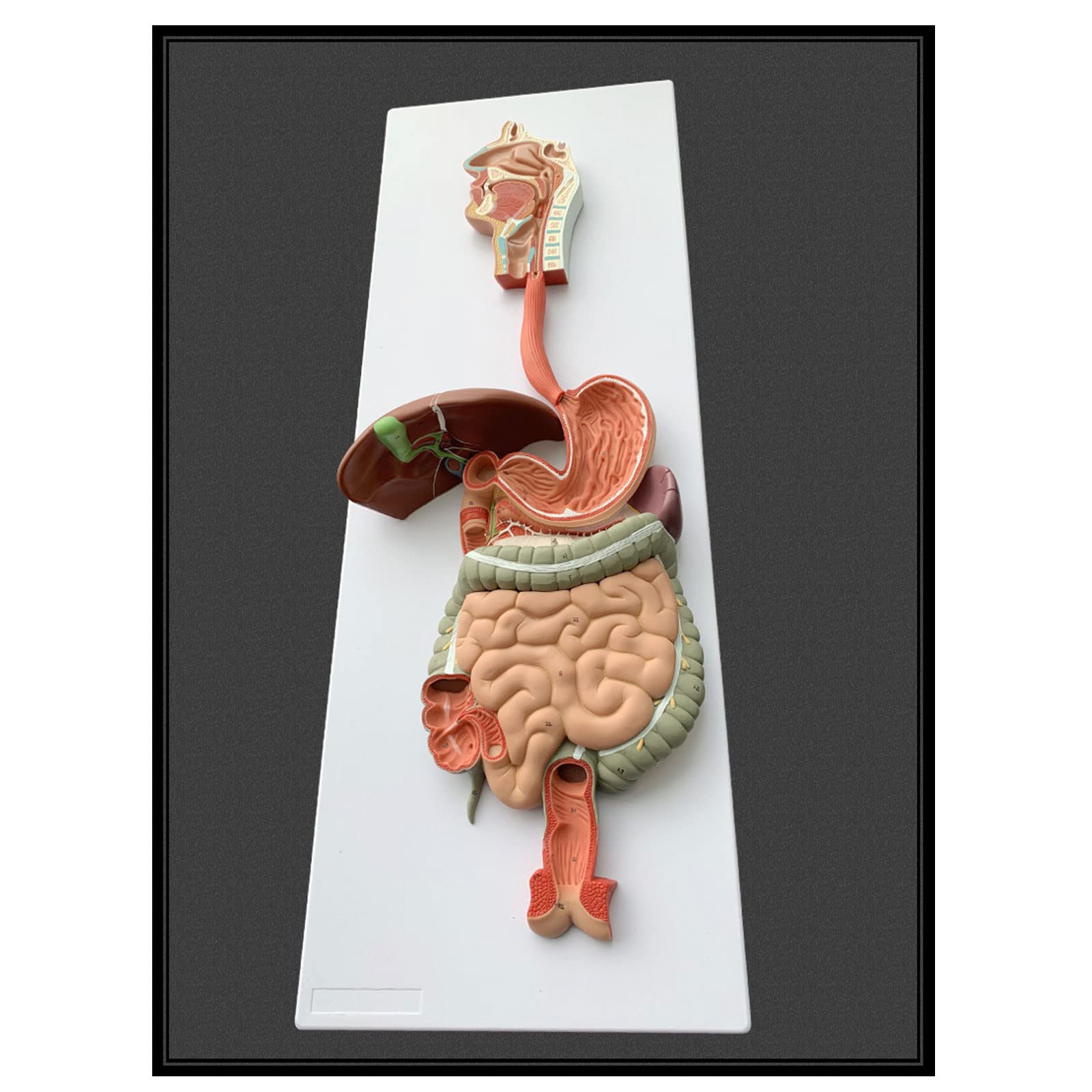 Anatomy Lab Model Digestive 1:1 Life Size Anatomical Human Pancreas