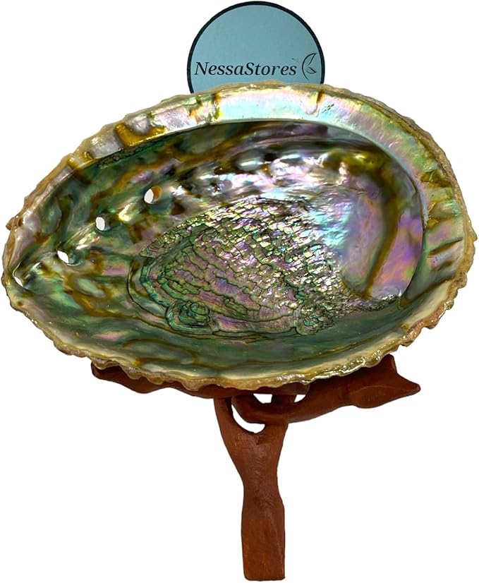 Amazon.com: NessaStores 2 pc | Abalone Shell 6"-7" Inches & Tripod ...
