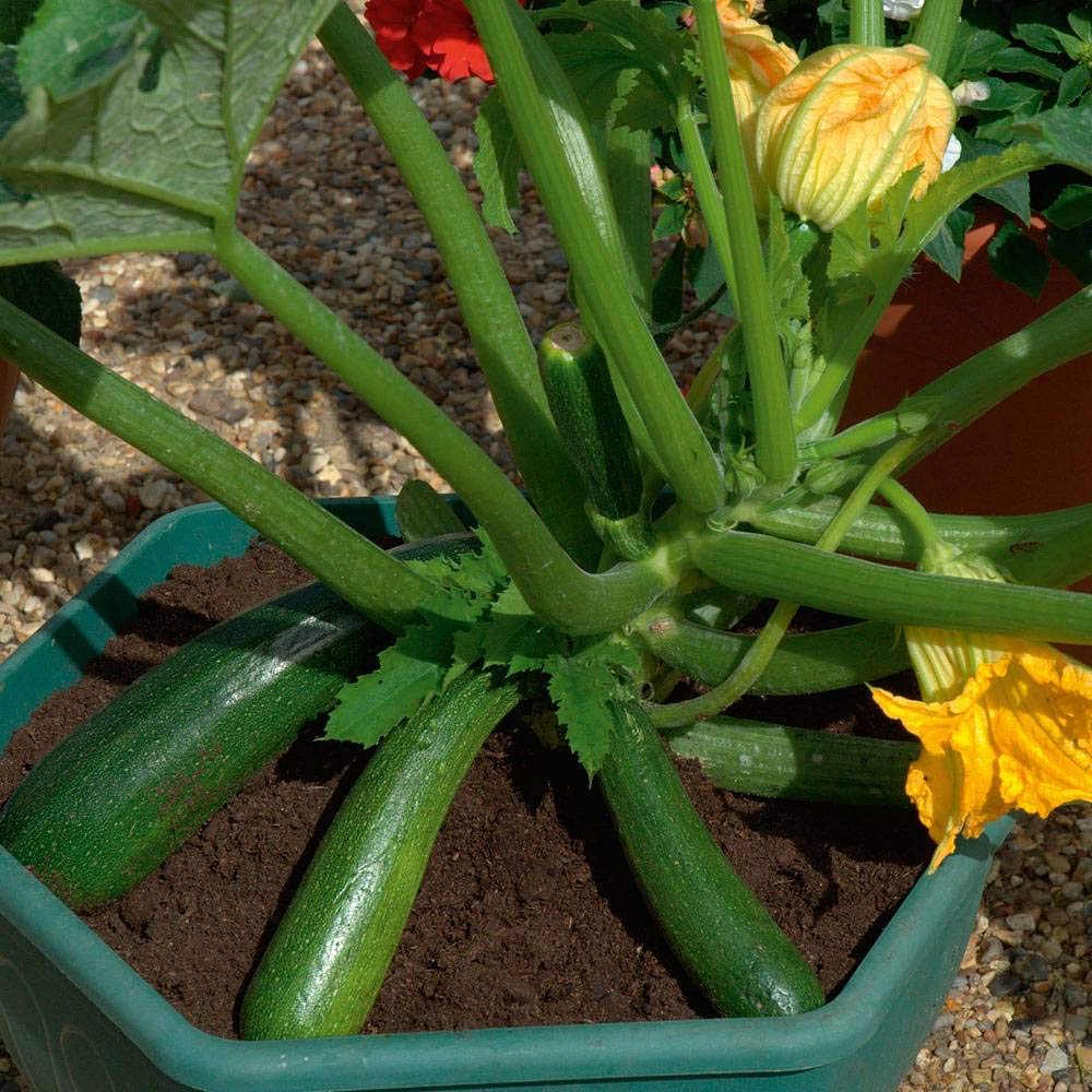 Courgette ‘Midnight’ F1 Hybrid is a Half-Hardy Annual, Easy harvesting ...