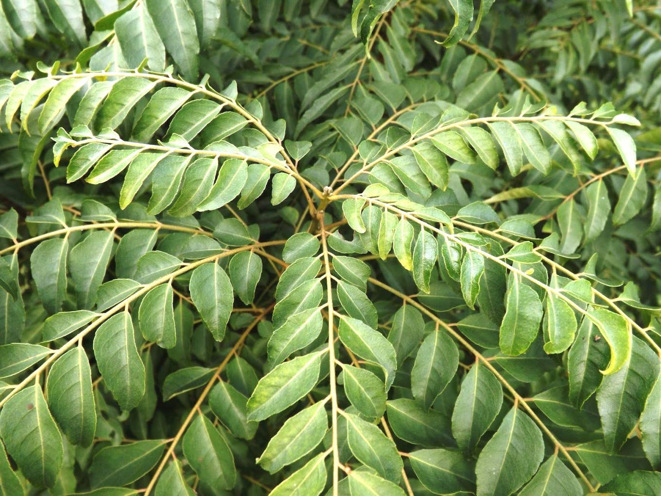 Plantzoin Curry Leaf Kari Patta Murraya Koenigii Bhrusanga Live Plant ...