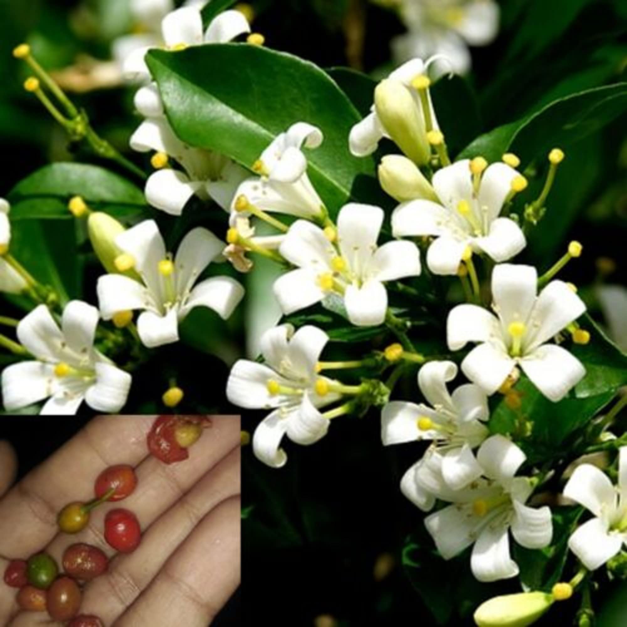Orange Jasmine Flower