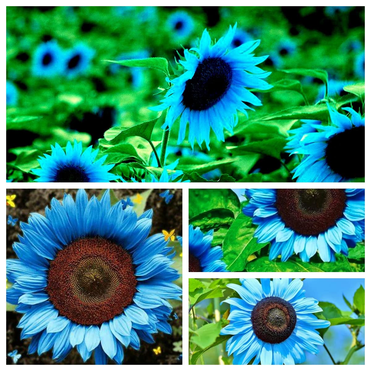 Amazon.com : 100 Pcs Midnight Bright Blue Sunflower Seeds for Planting ...