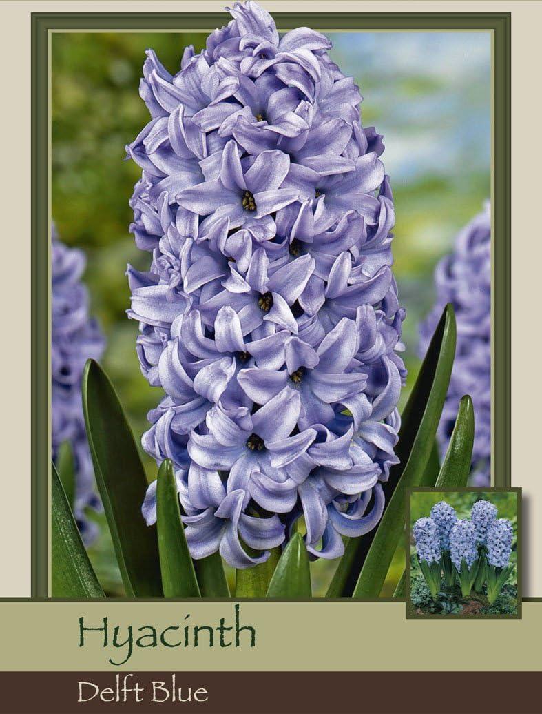 Amazon.com : Hyacinth Delft Blue : Flowering Plants : Patio, Lawn & Garden