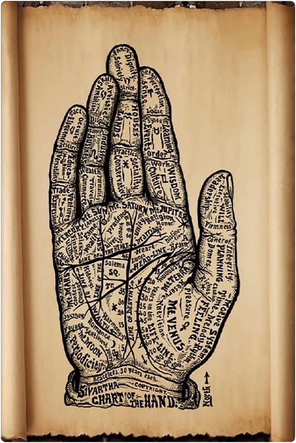 Amazon.com : Retro Palmistry Anatomy Metal Signs Astrology Lovers ...