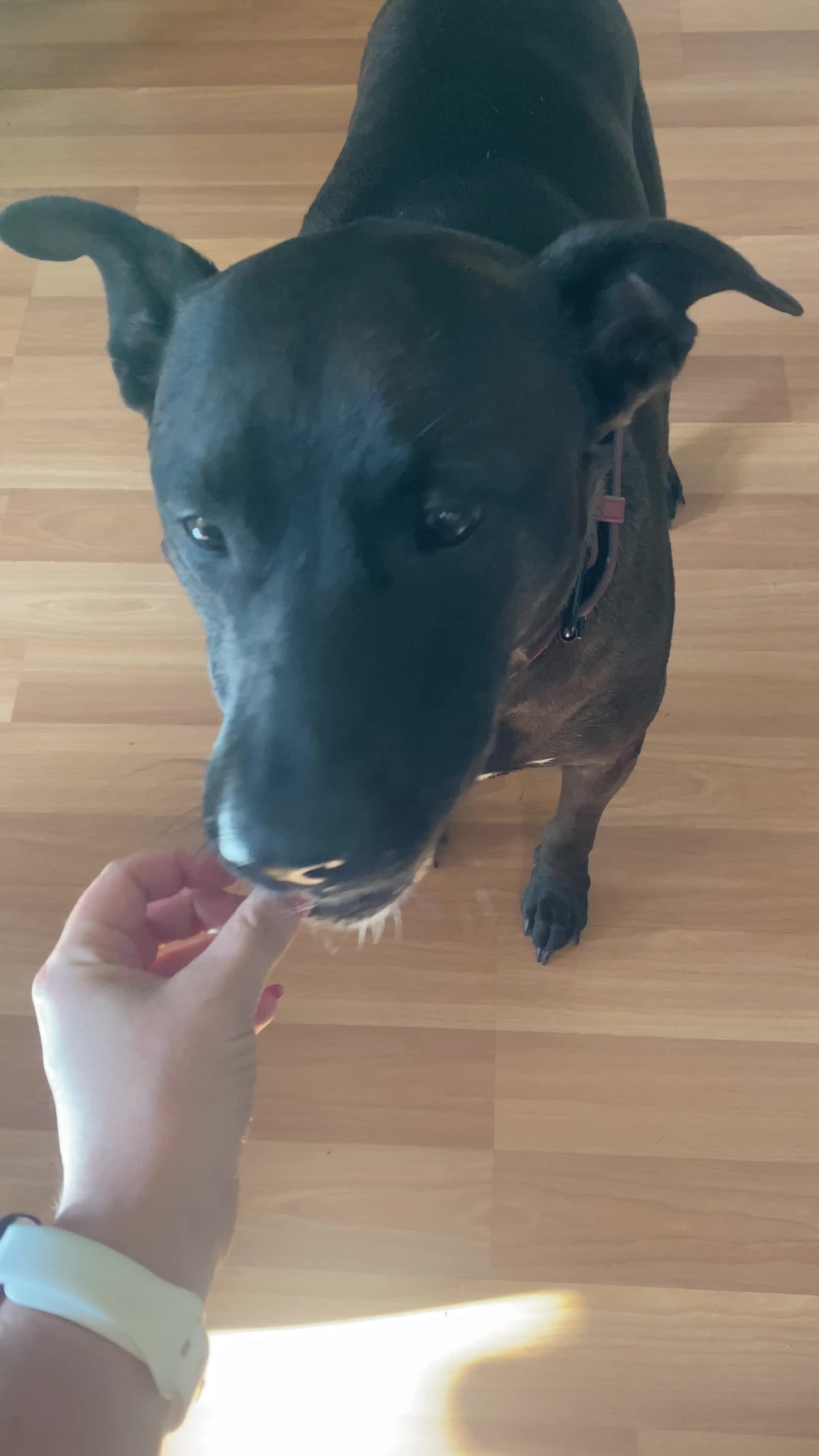 Watch Great for picky dogs on Amazon Live