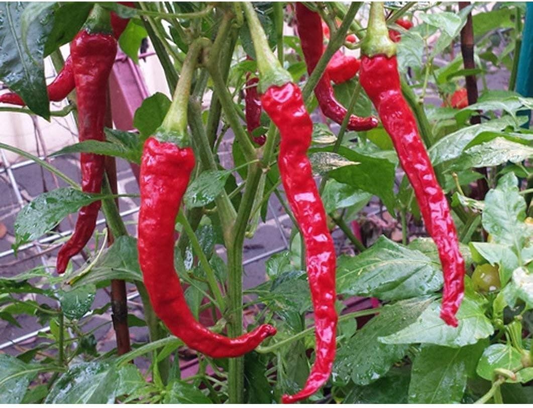 Amazon.com : Dagger Pod Hot Pepper Seeds - Good yields of 5" Long by ½ ...